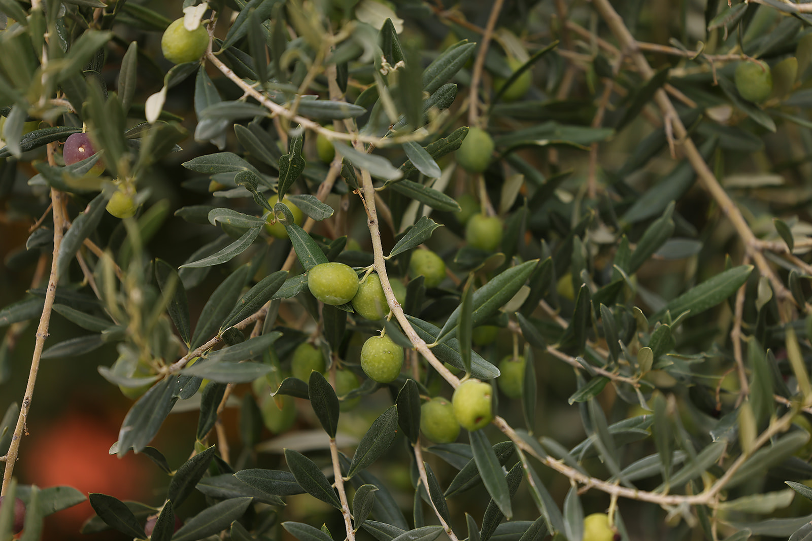 New AltaModena® EVO Oil is now available! - Acetaia Sereni